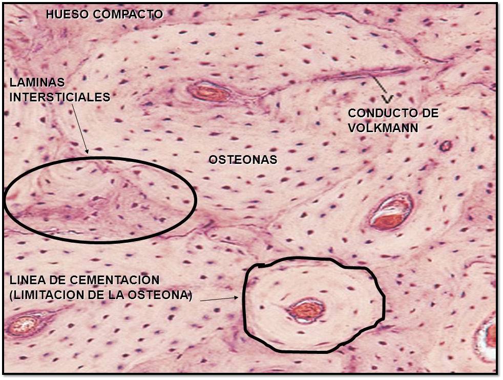 Album de Histologia : Tejido Oseo