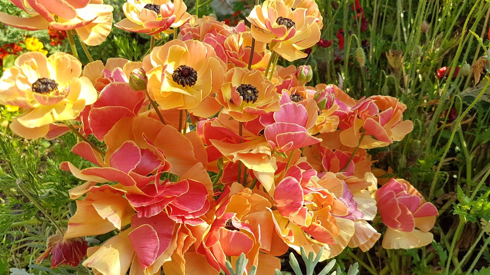 Ranunculus asiaticus