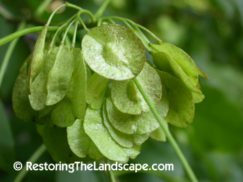 Restoring The Landscape With Native Plants: Native Plant of the Week ...