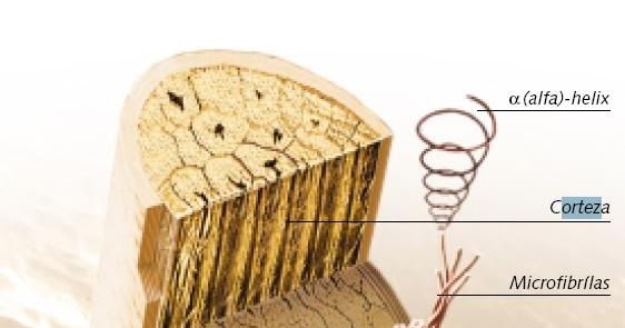 Composición Química del Pelo