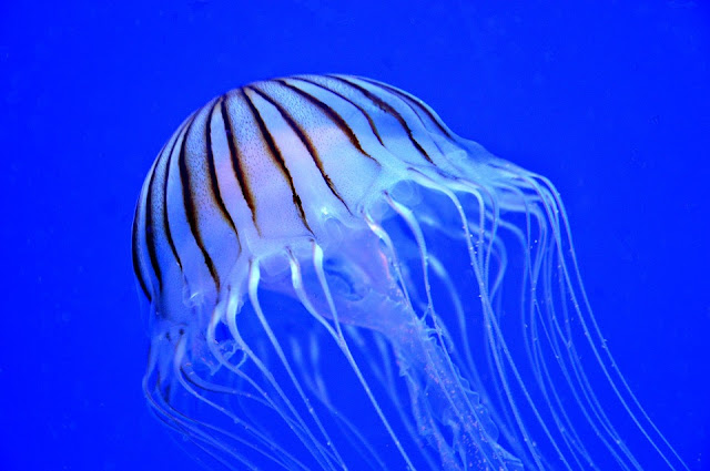 Amazing Facts About Sea Animals General Knowledge Endless amazing-facts-about-sea-animals-general-knowledge-endless