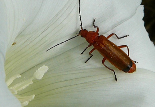 Curiosidades del Mundo Animal: Cocuyo, un ingenioso muelle.