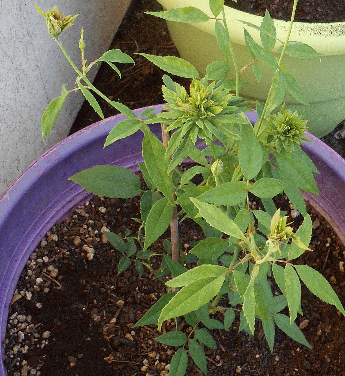 A Kitchen Garden in Kihei Maui: Growing Roses in Kihei