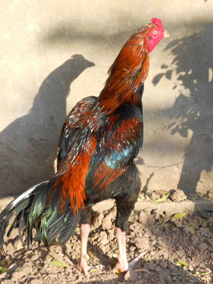 July 2014 ~ Pakistani Aseel Photos