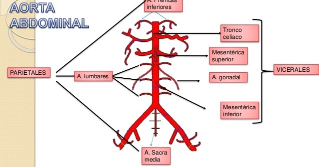 ANATOMÍA DE LA AORTA ABDOMINAL: RAMAS PARIETALES