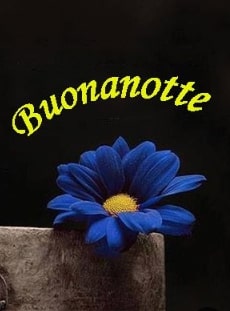 27 Good Night images in italian | Buonanotte images