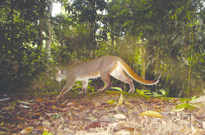 Gato da Baía de Bornéu (Catopuma badia)