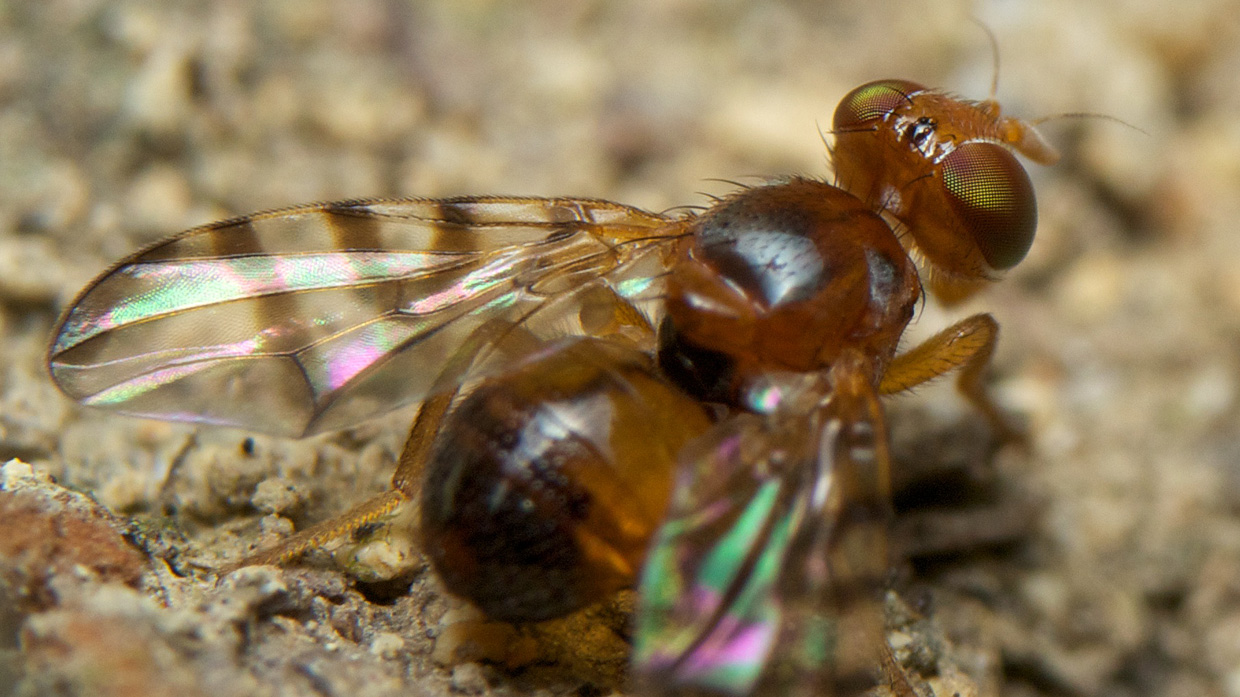 ムシをデザインしたのはダレ？: ヒロクチバエ科 ヒメヒロクチバエ属 Rivellia sp.