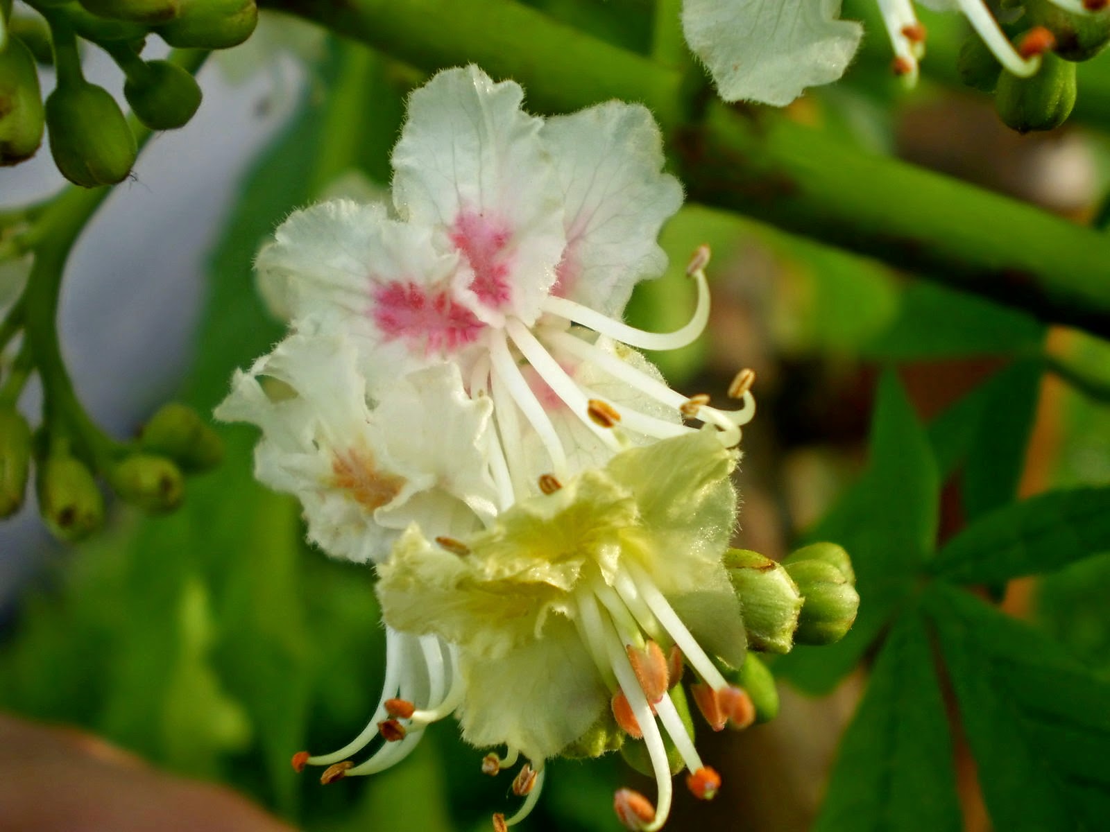 NATURA VIVA: FLOR DE CASTANYER D'ÍNDIES