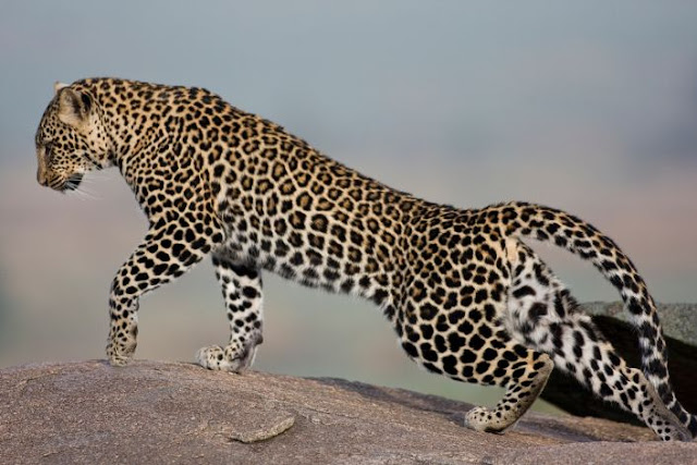 Tonymann Tours&Safaris: OUR FAVOURITE ANIMAL OF THE WEEK: Leopard ...
