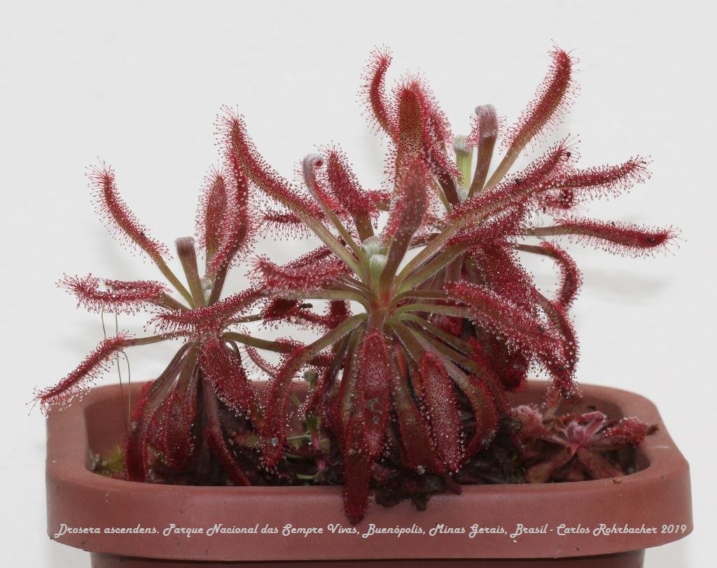Droseras Brasileiras - Crescimento e Alimentação