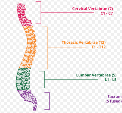 Spinal Cord Injury Causes , Symptoms ,Diagnosis and Treatment ...