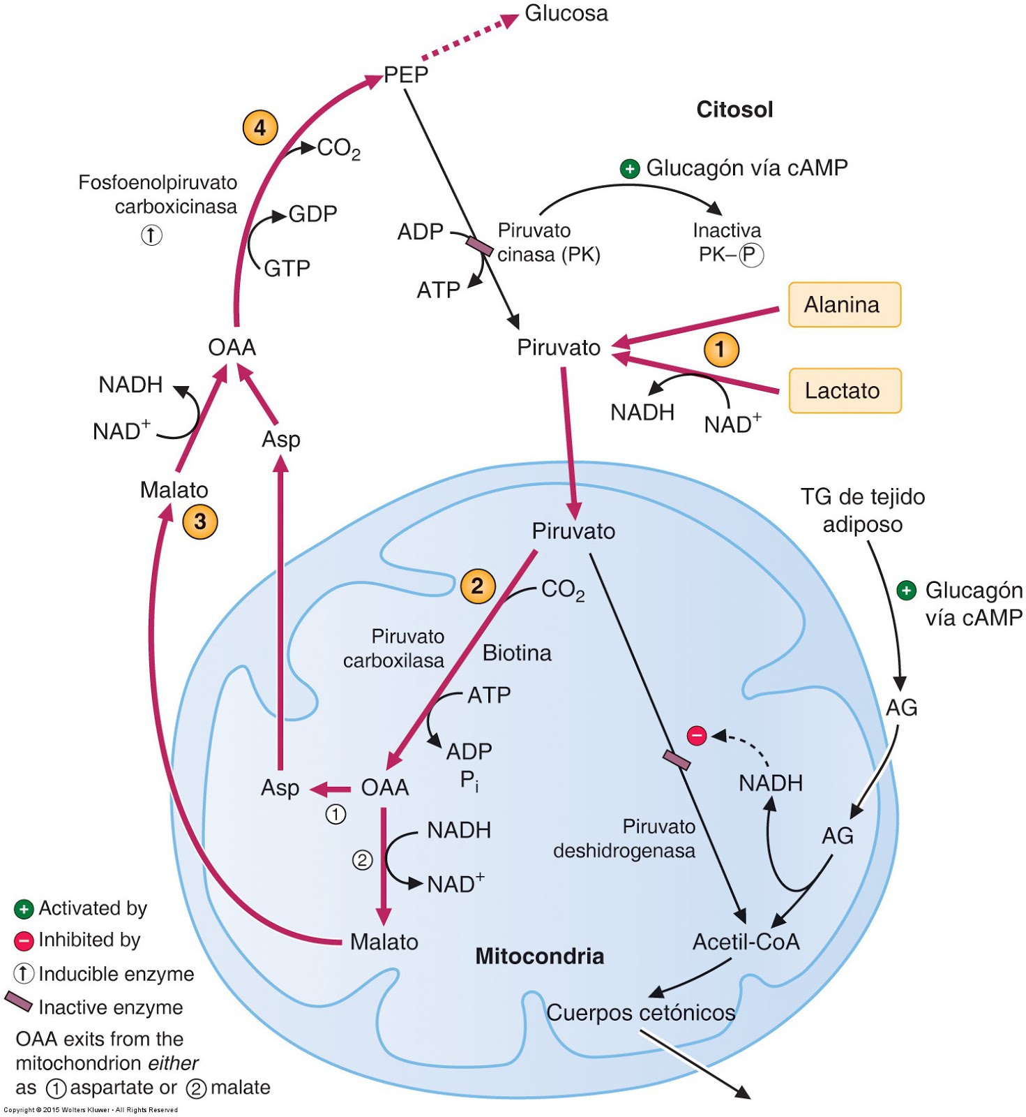 Regulación Piruvato Kinasa