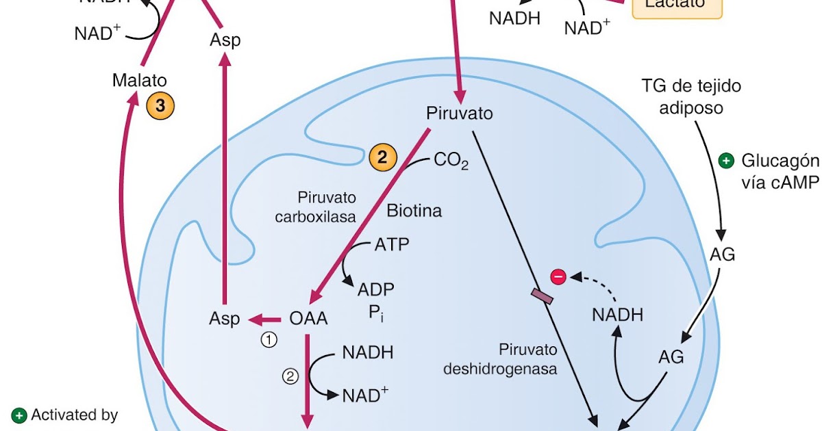 Regulación Piruvato Kinasa
