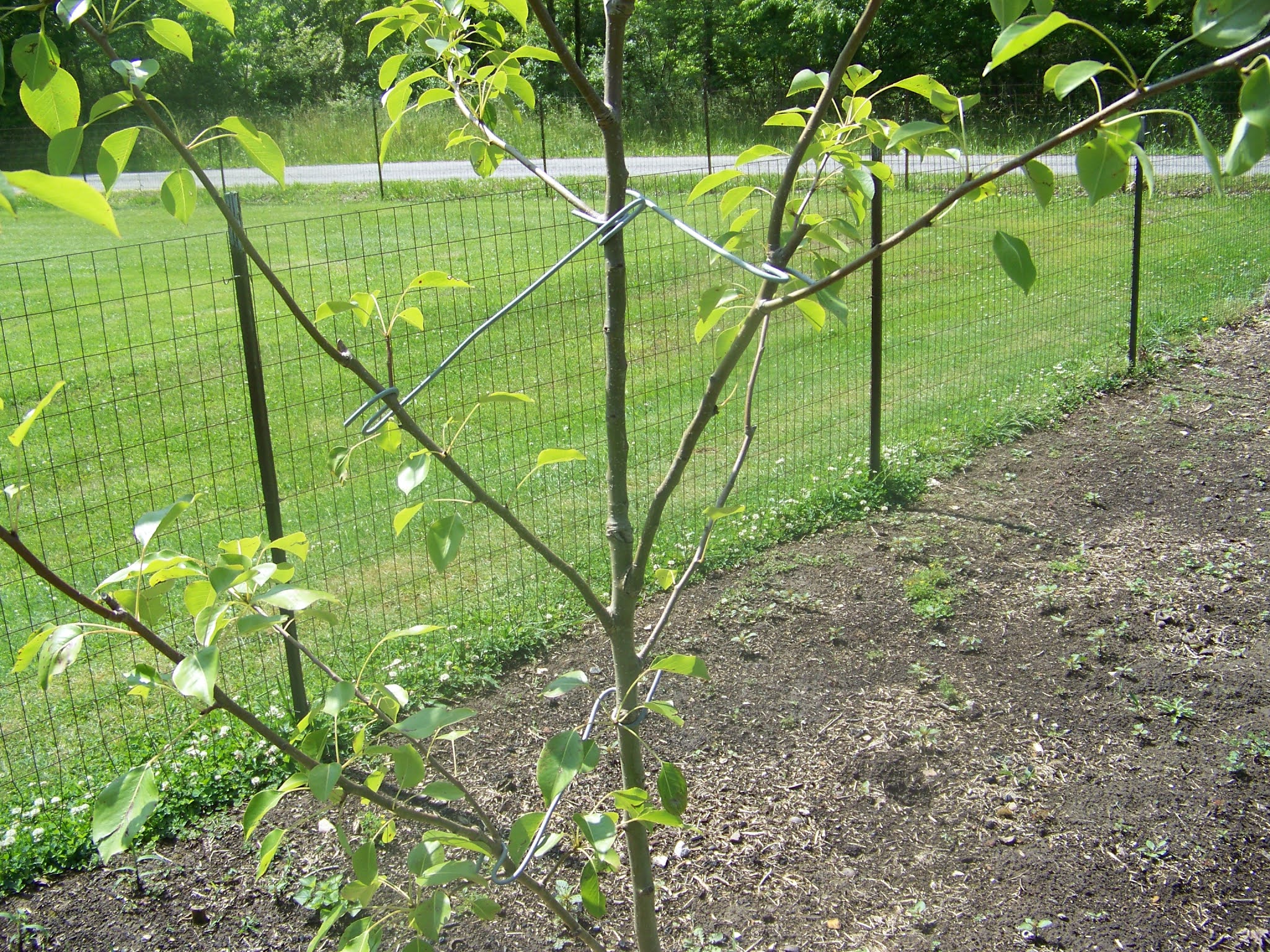 Hickery Holler Farm: Homemade Limb Spacers for Fruit Trees