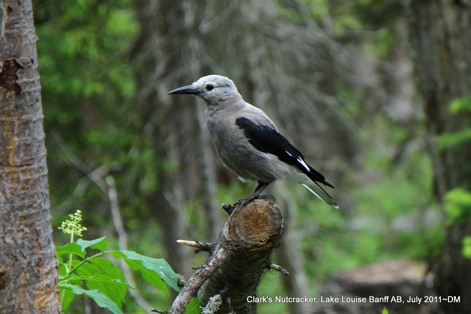 Nerdy for Birdy: Birding Banff National Park