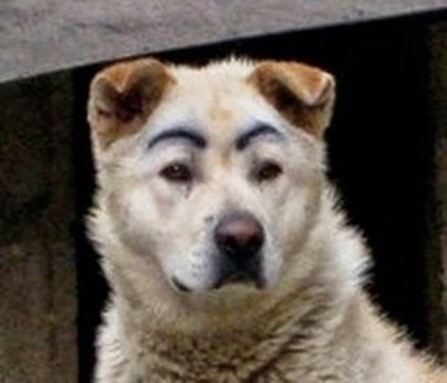 Dogs With Eyebrows (27 Pics) - STATIONGOSSIP