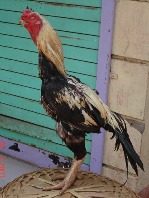 KING GHAZI: Indian Asil