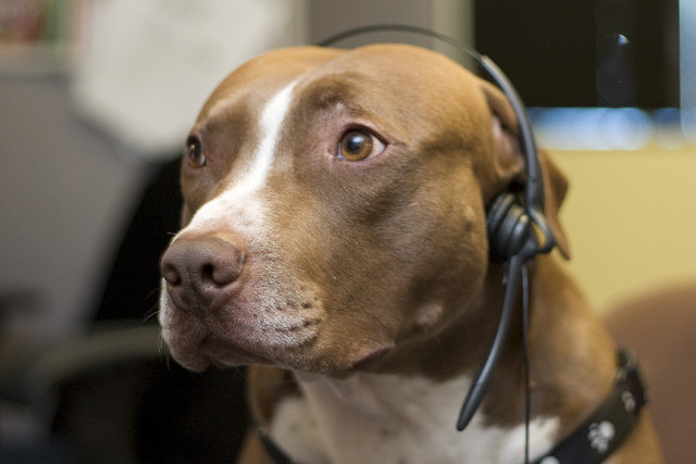 Dog Call Center Memes