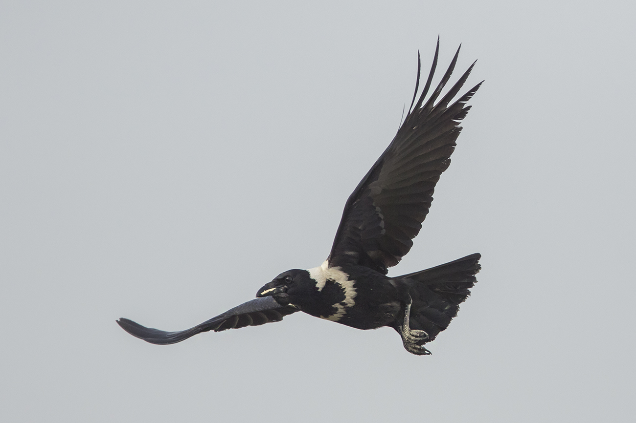 As The Crow Flies - a Hong Kong Birding Blog: Birding in Hong Kong