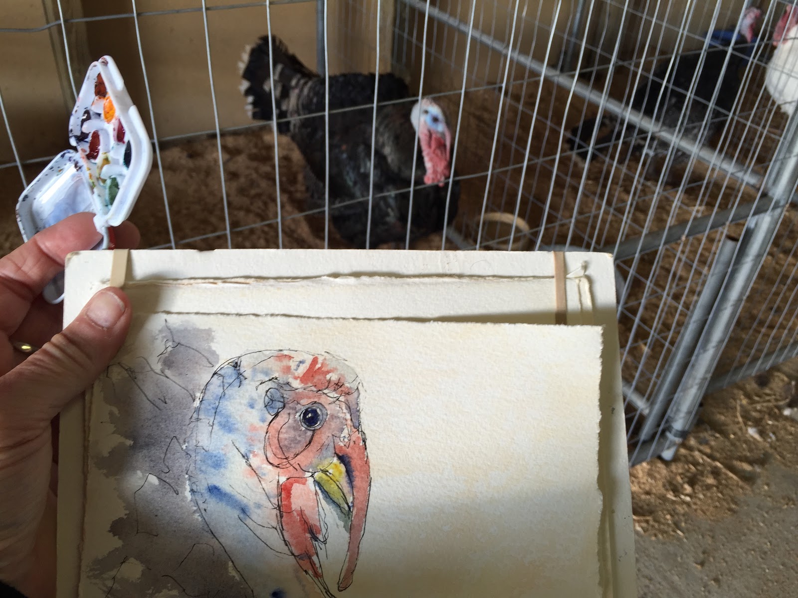 Scribbling With Spirit: Sketching at the Otsego County Fair, Part One