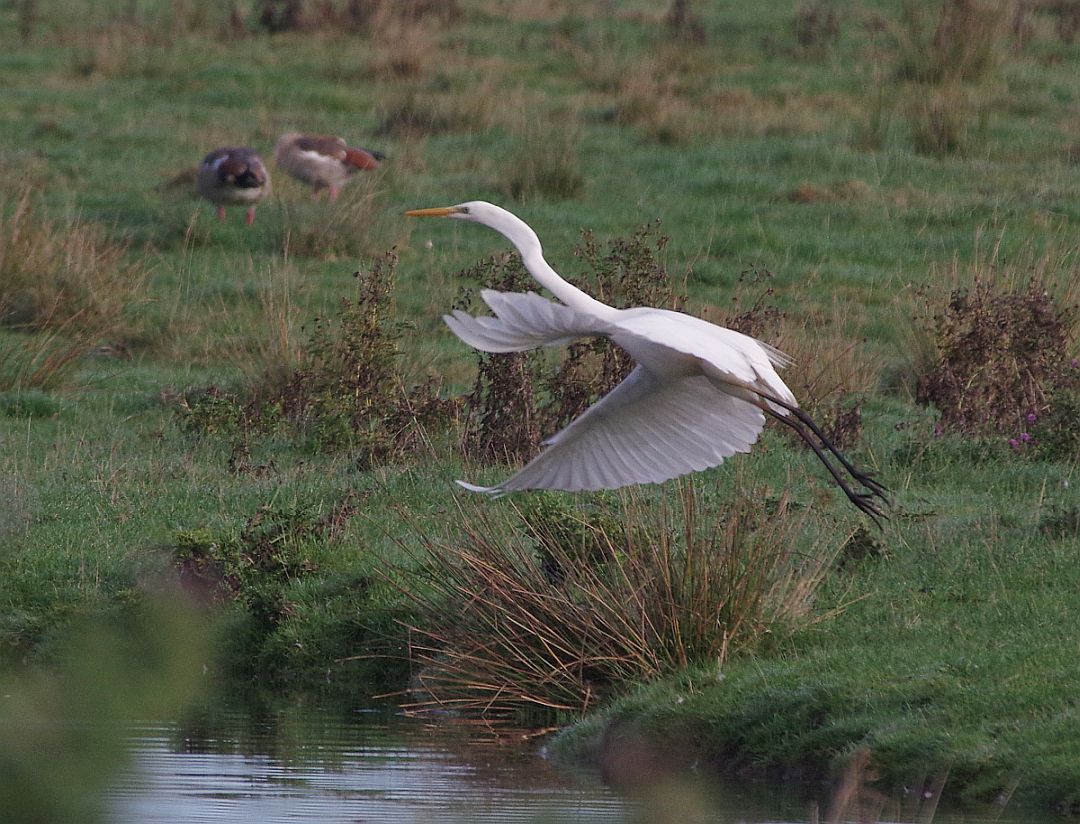 Birds of the Heath: Cranes, Great White Egrets and Bearded Tits: must ...