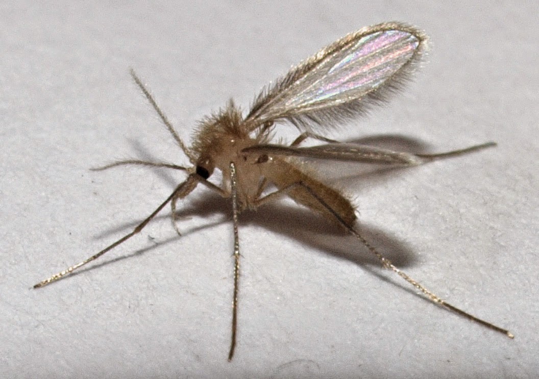 Microorganizmi i protozoe: Leishmania (leišmanioza)