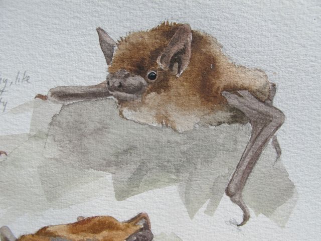 Julie Zickefoose on Blogspot: Let's Paint Bats!