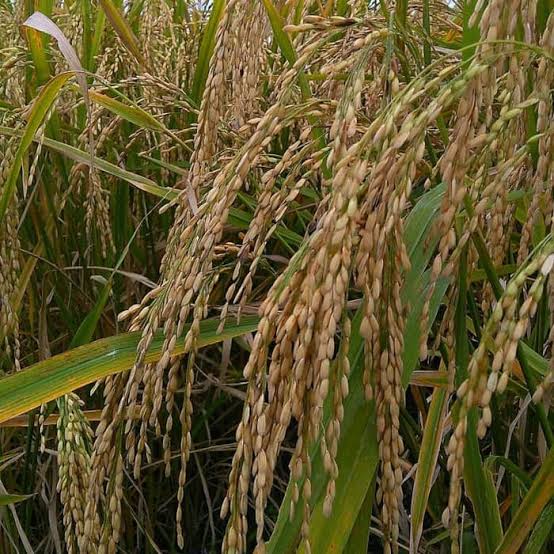 BENIH PADI INPAGO UNSOED 1 (PADI DARAT/LADANG/GOGO RANCAH) - Tani ...