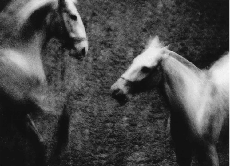 skywritings: anima(l) mundi: bartabas