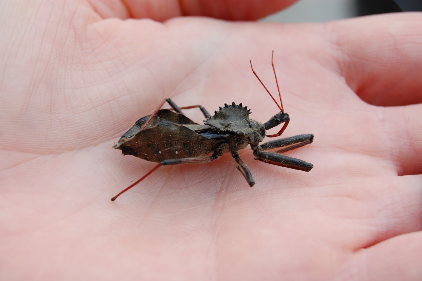 A Suburban Wilderness: Celebrating Insect Diversity Week: True Bugs!