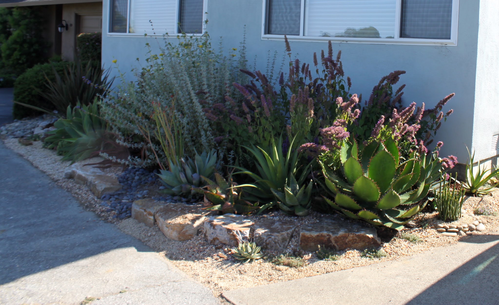 Small Agaves in the Garden