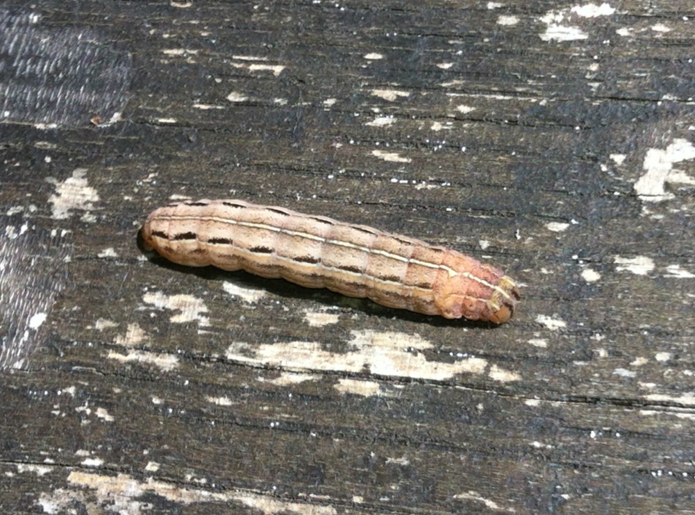 Horsham Wildlife: April 2012