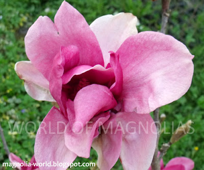 WORLD OF MAGNOLIAS: Magnolia "Ian's Red"