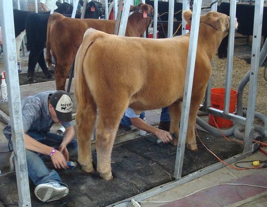 MITTAG Blog: Sells in The Showman's Choice Sale