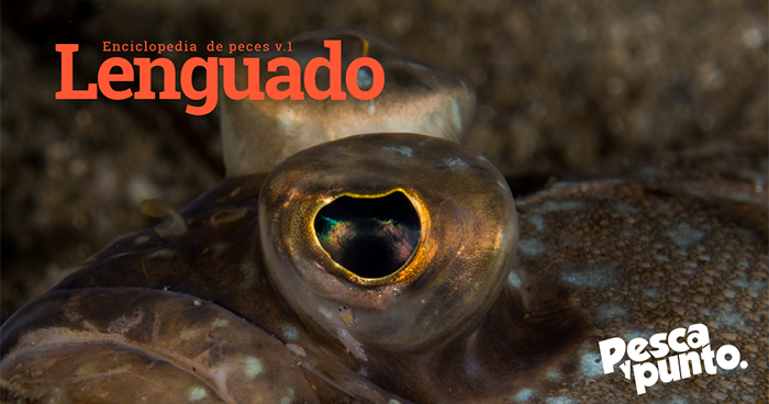 Enciclopedia de peces - Lenguado parte 1
