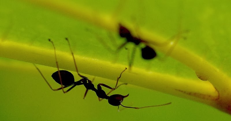 Interesing Psychology of Ants - PsychTronics