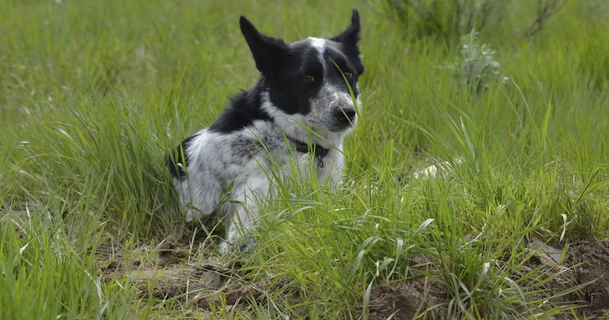 the pastoral muse: Pratt Ranch Hall of Fame