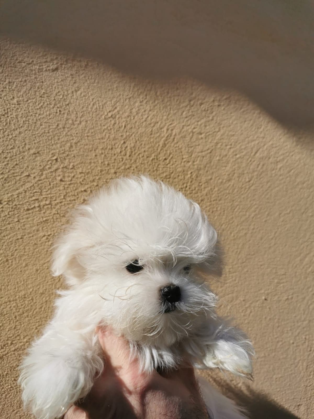 Real_Fairy Bichon Maltese Kennel: Puppies / Pui Bichon Maltese