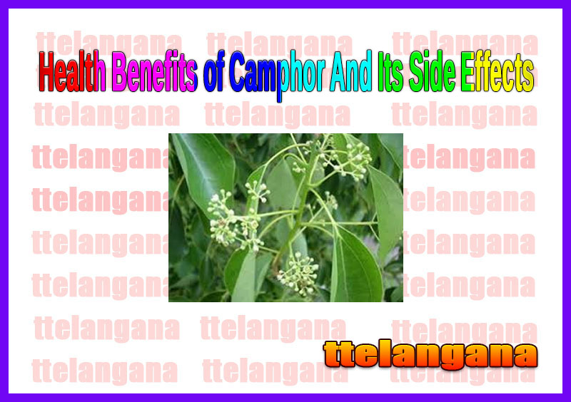 Health Benefits Of Camphor And Its Side Effects health-benefits-of-camphor-and-its-side-effects