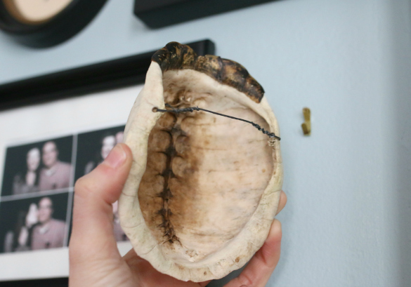 How to Wall Mount a Turtle Shell | 17 Apart