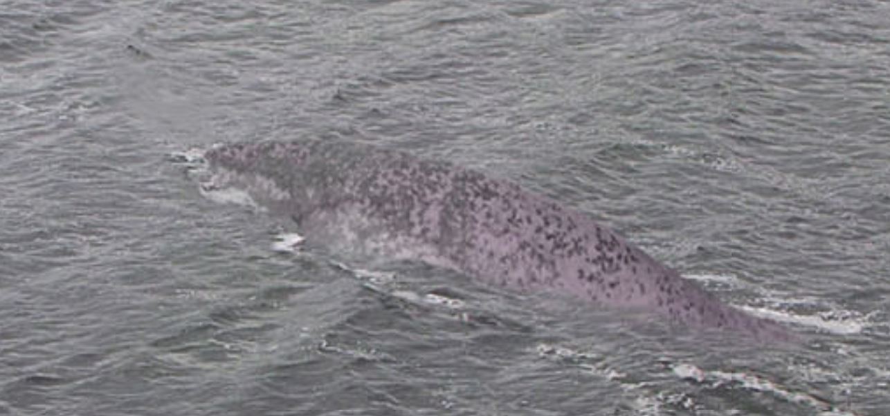 LOCH NESS MONSTER: Nailing the latest Nessie Photograph