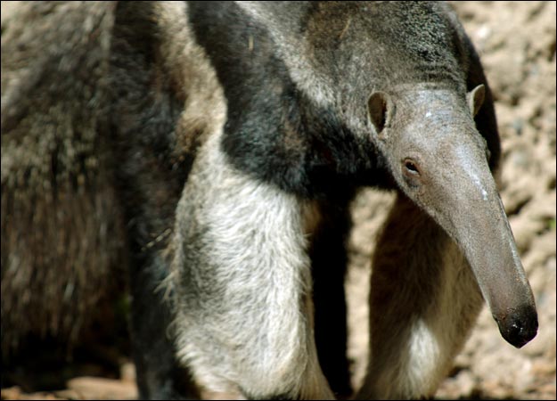 Anteater ~ Animals Images