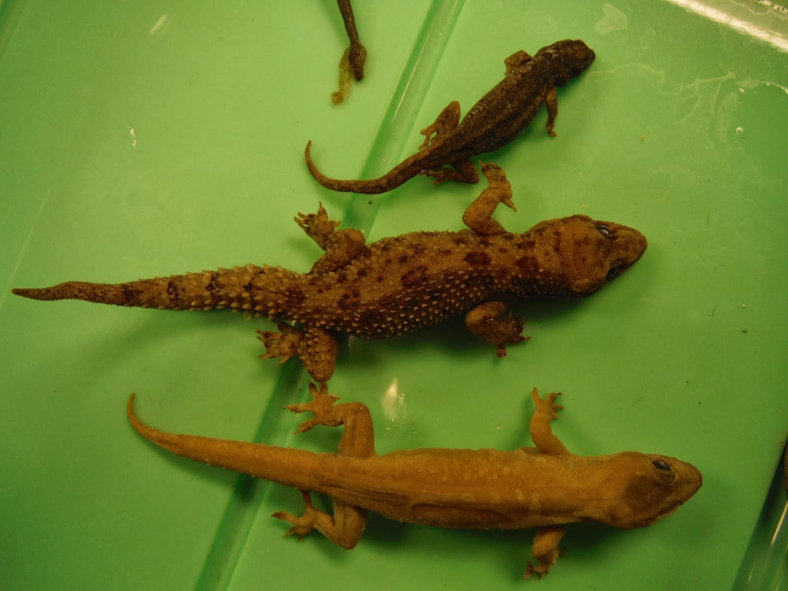 Biology of the Reptilia: Laboratory 6: Lepidosauria (Sphenodontida and ...