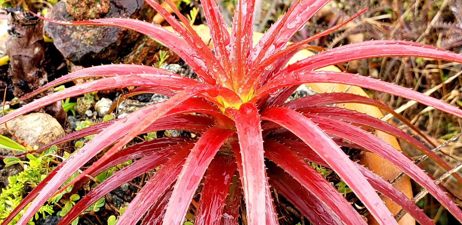 Dyckia Brazil: Sincoraeas are nice companion to Dyckias