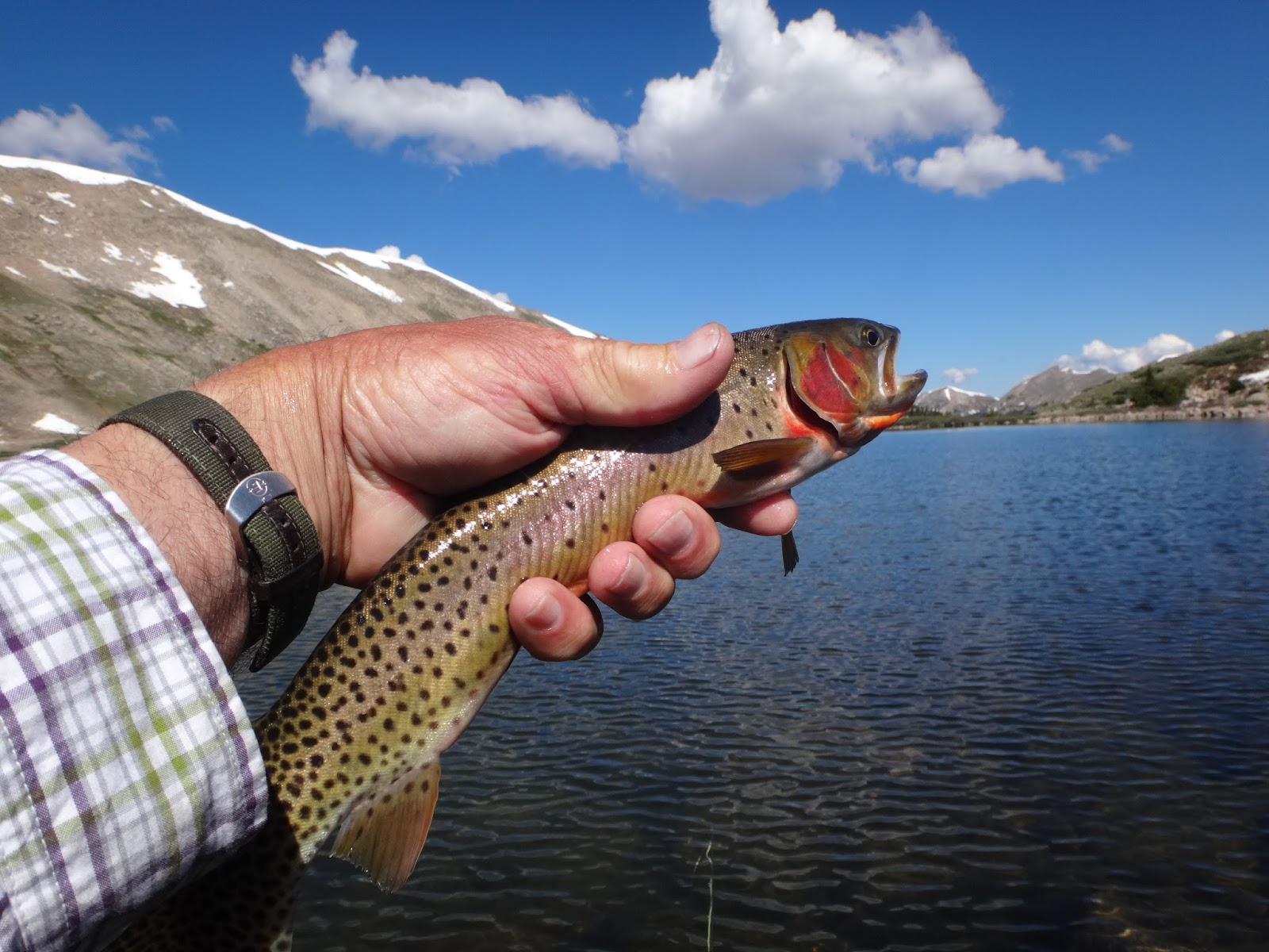 Fish Spotter: High Mountain Lake Day 3