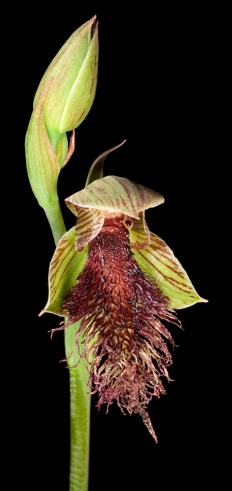 ОРХИДЕЯ Calochilus / Orchidaceae Calochilus