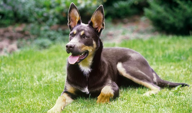 All You Need to Know about Australian Kelpie Breed - Doglopedix
