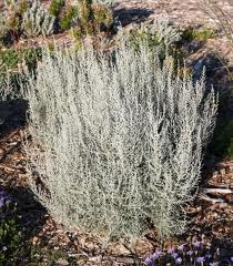 .SLANGBOS – Indringer met hoë voedingswaarde - kan dit benut word ...