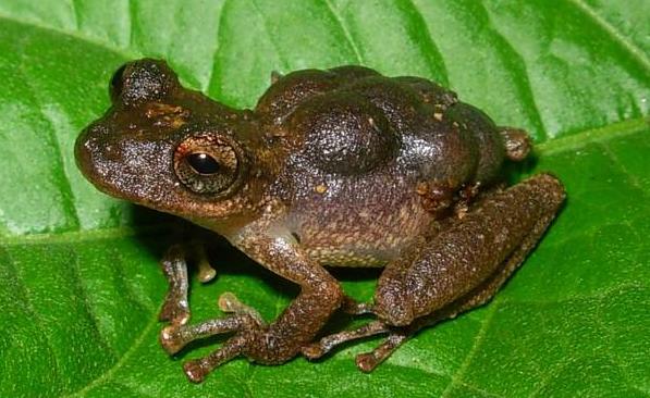 The Evolving Placenta: Marsupial frogs